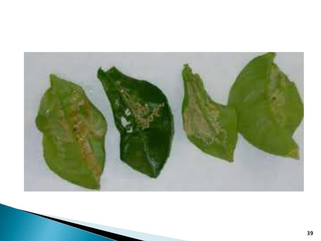 Insect pests of citrus Pakistan citrus psylla Leaf Miner Cirus ...