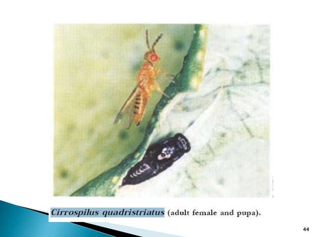 Insect pests of citrus Pakistan citrus psylla Leaf Miner Cirus ...