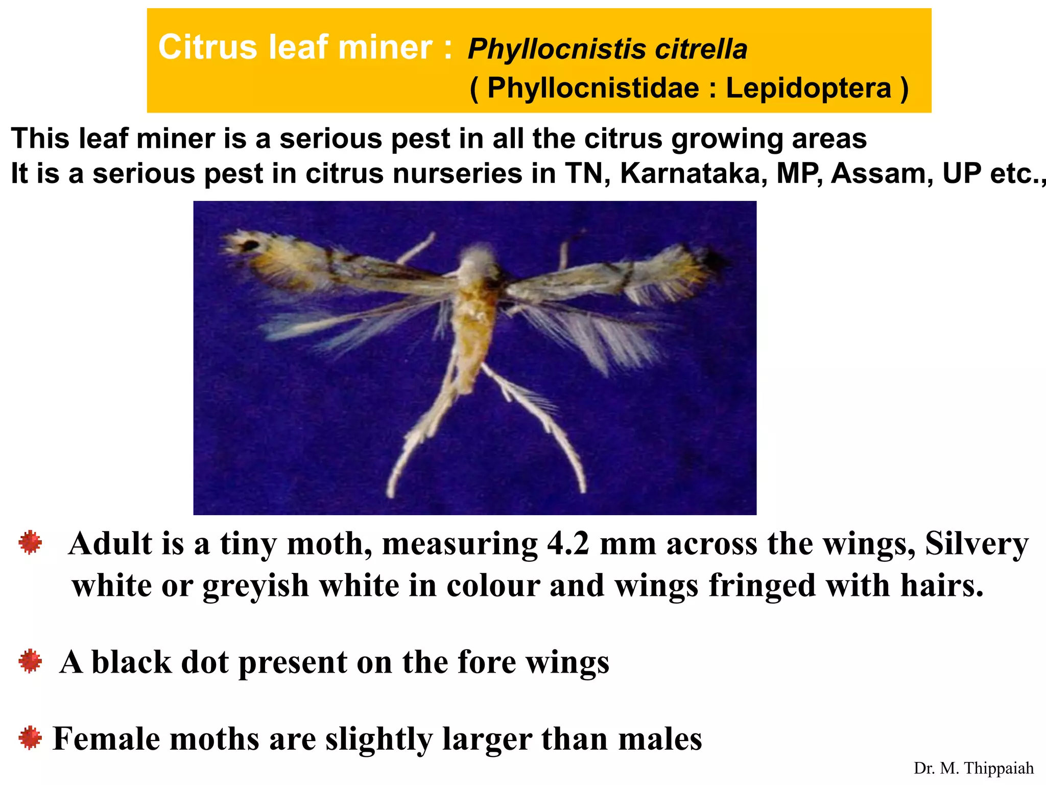 Insect pests of citrus and their control | PDF