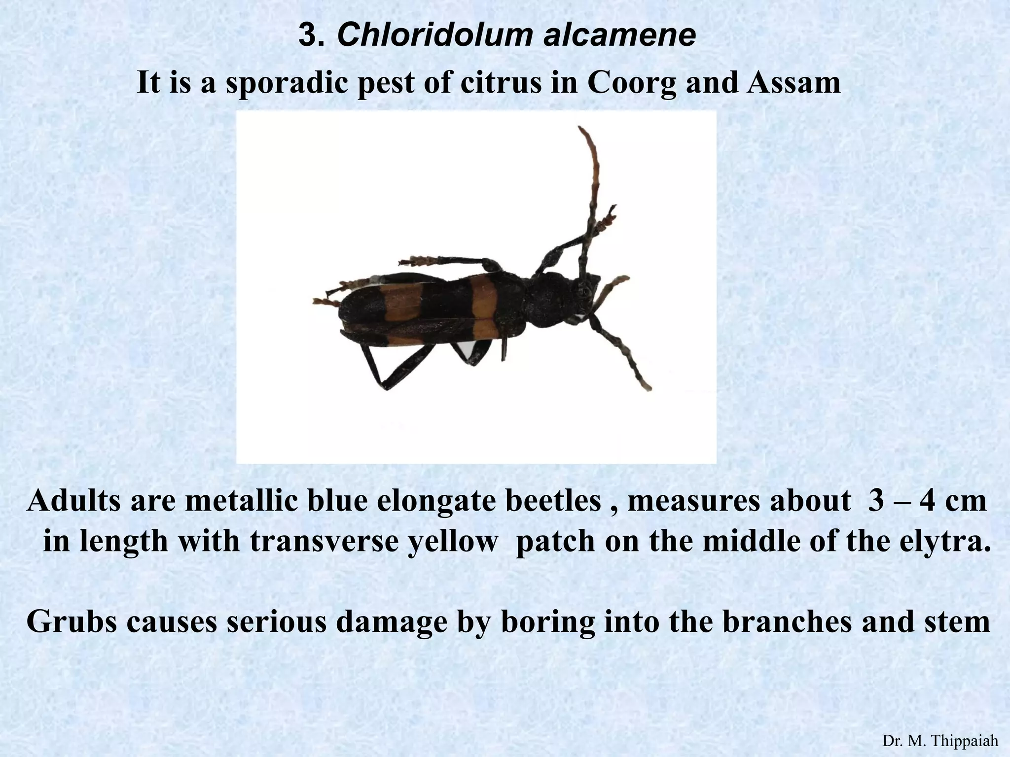 Insect pests of citrus and their control | PDF