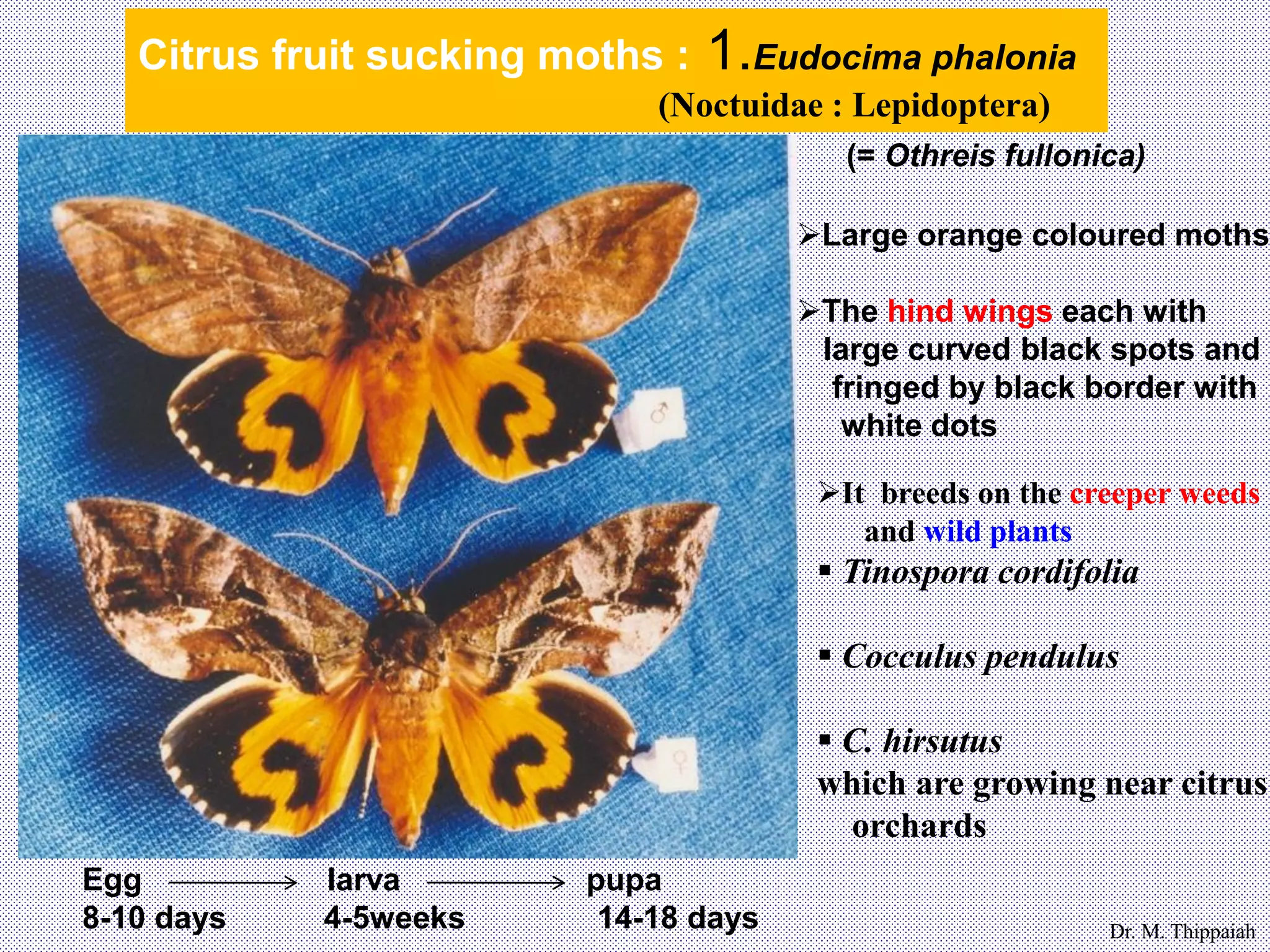 Insect pests of citrus and their control | PDF