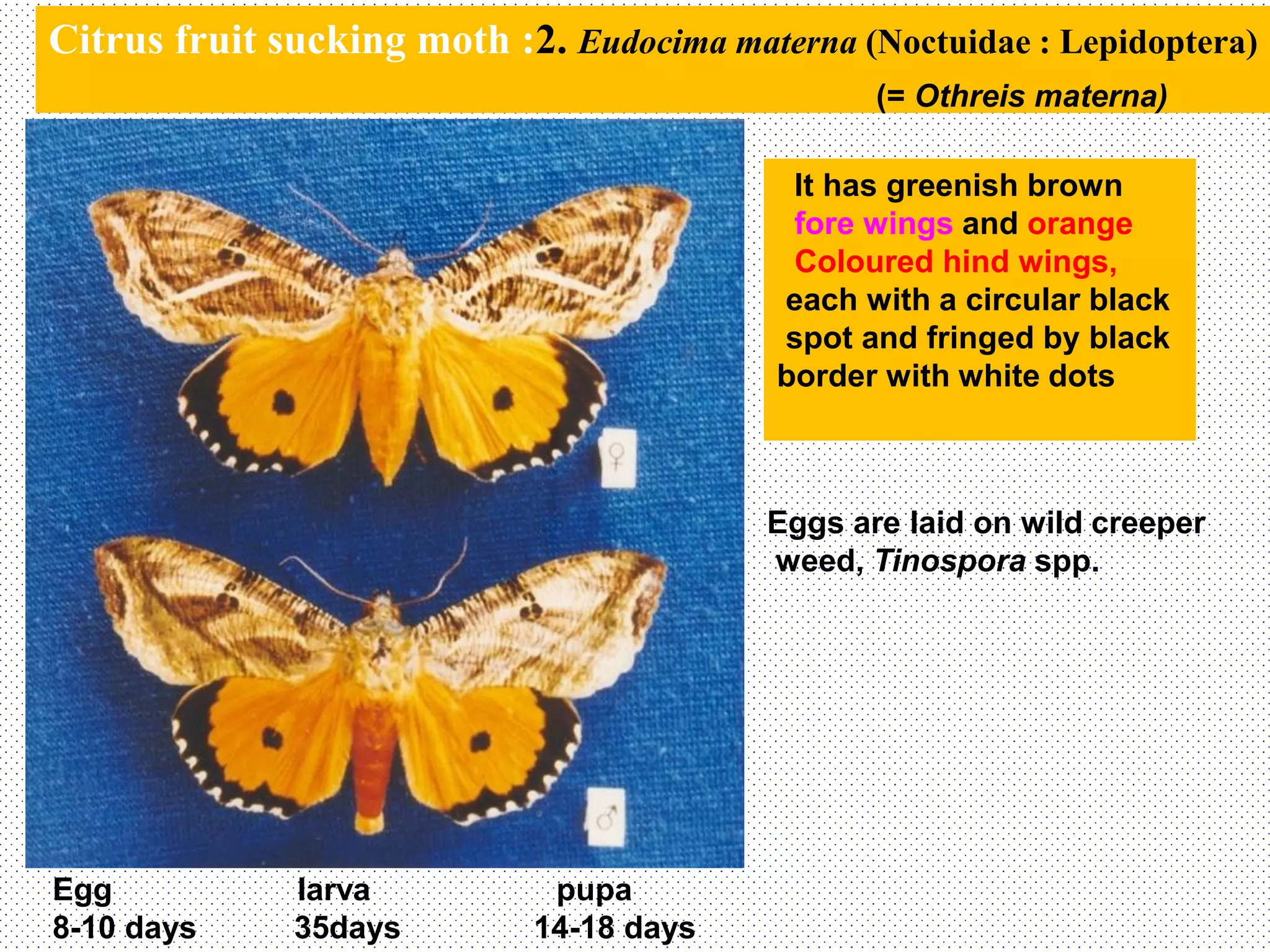 Insect pests of citrus and their control | PDF