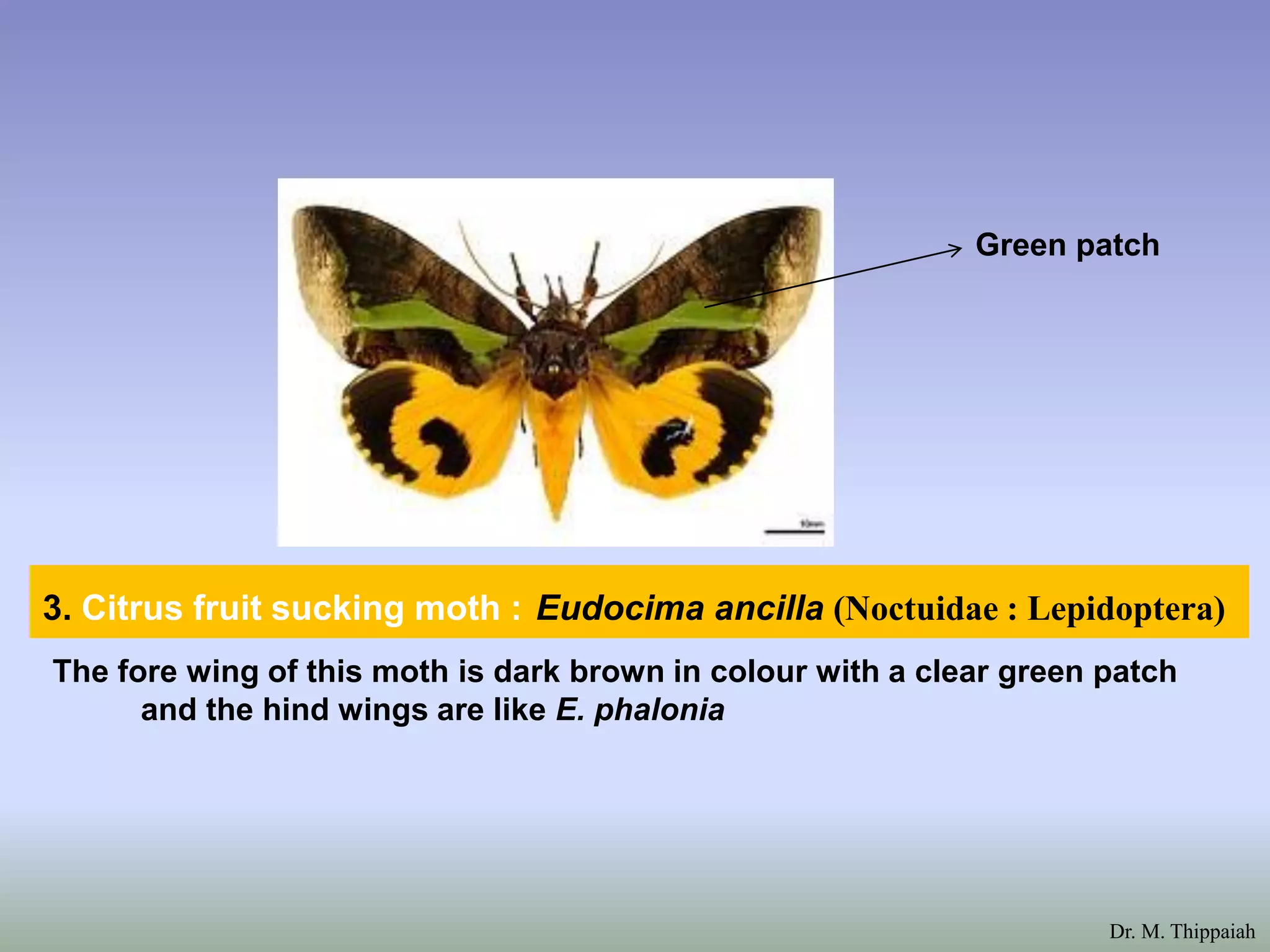 Insect pests of citrus and their control | PDF