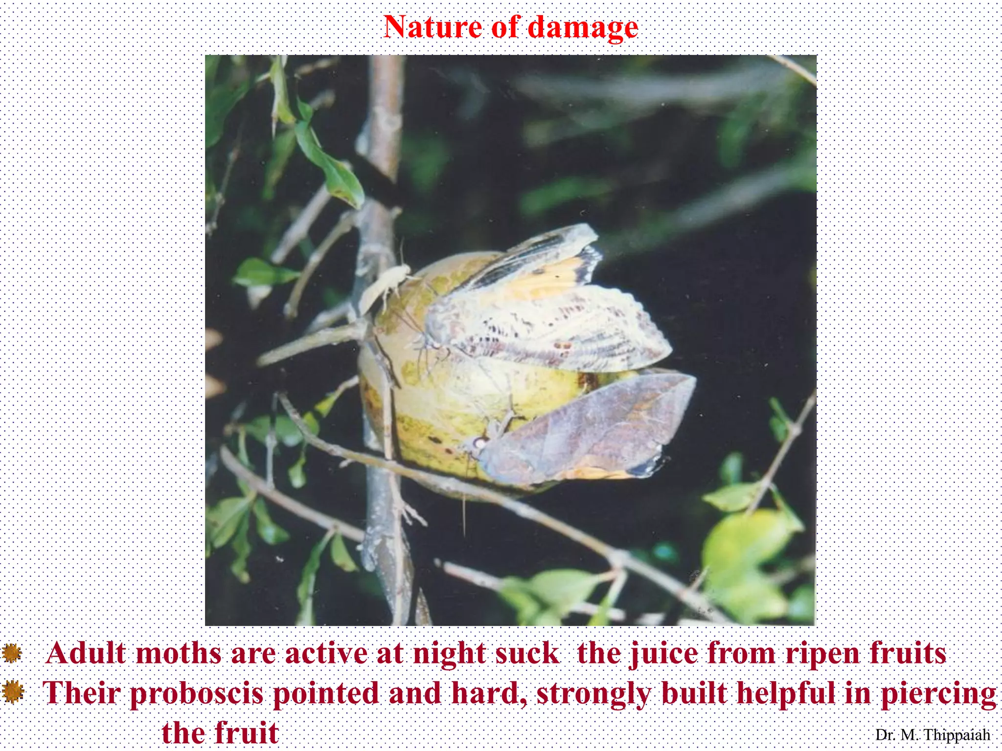 Insect pests of citrus and their control | PDF