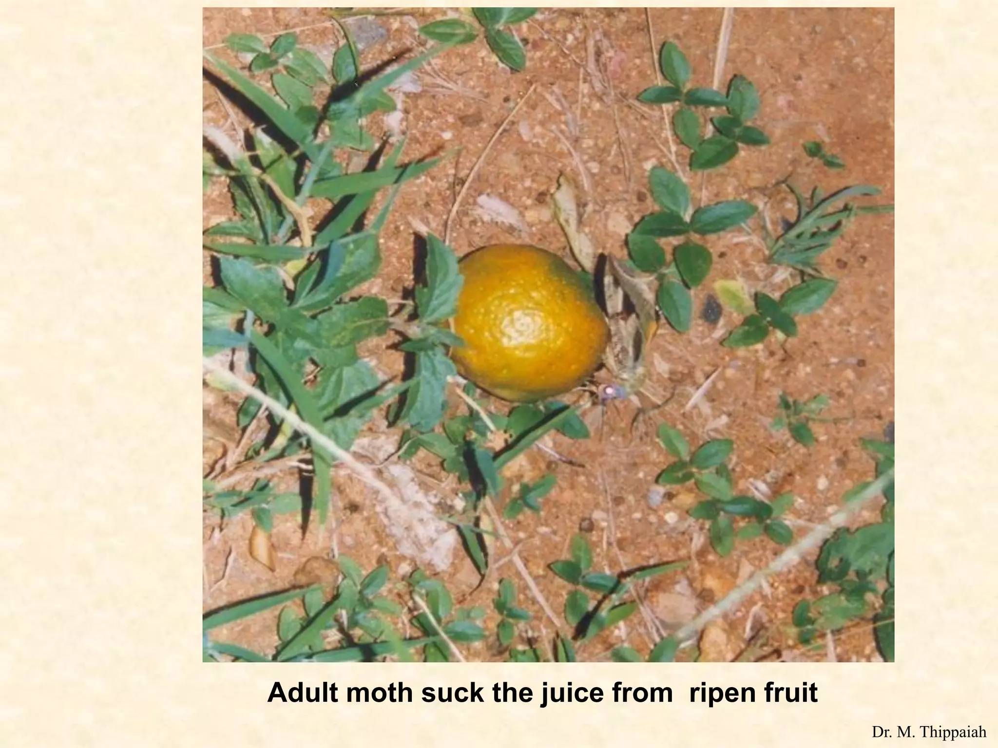 Insect pests of citrus and their control | PDF