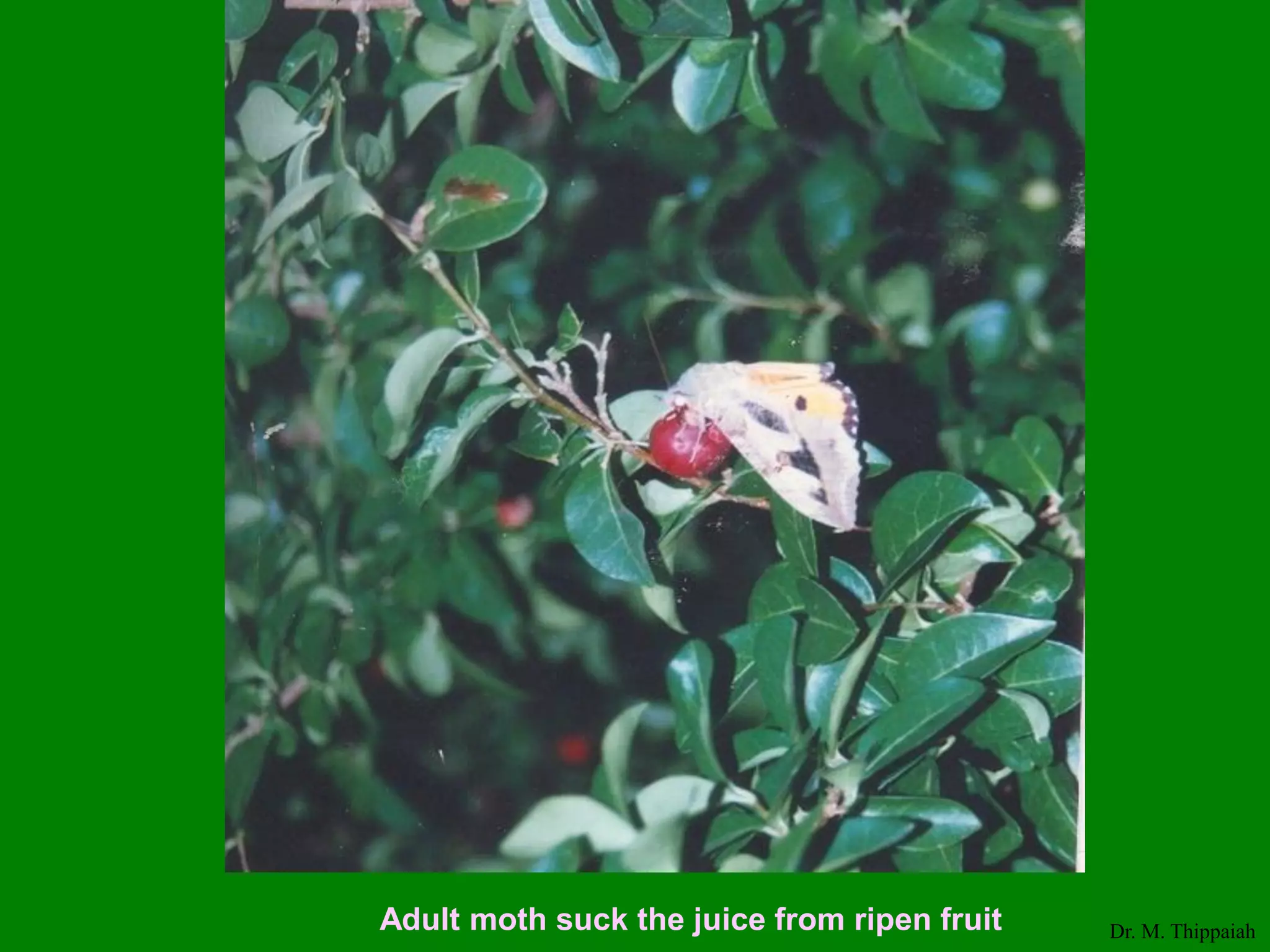 Insect pests of citrus and their control | PDF