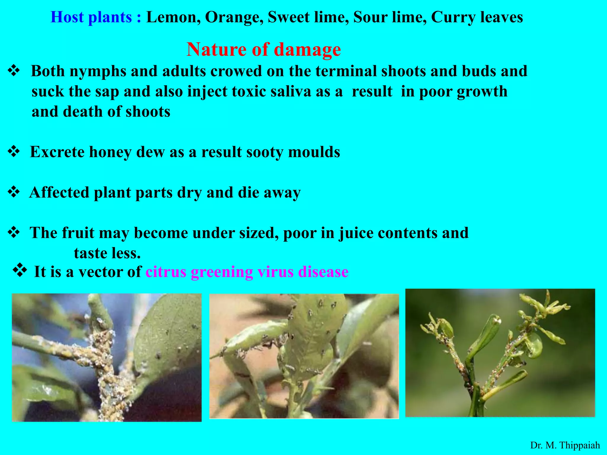 Insect pests of citrus and their control | PDF
