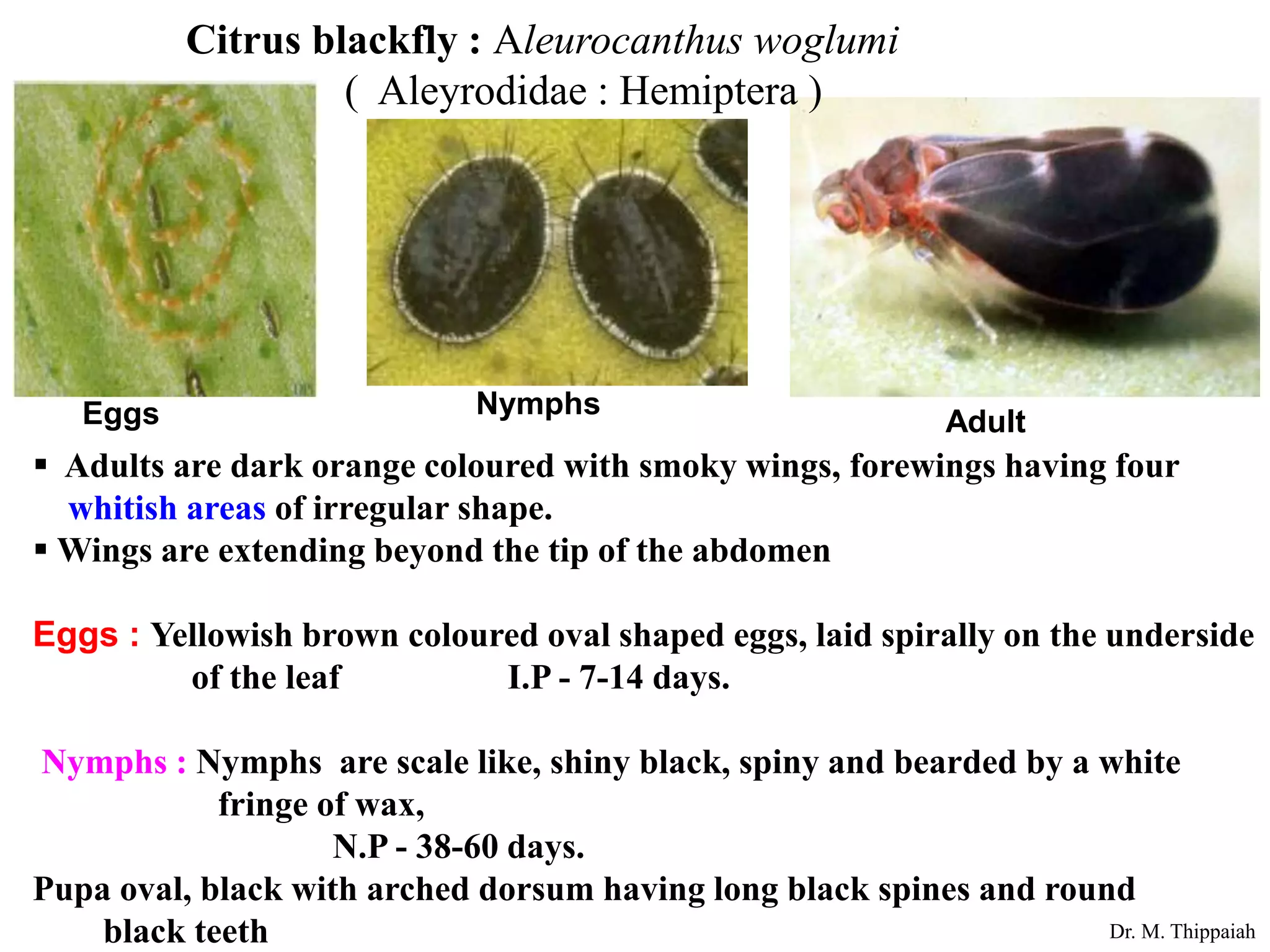 Insect pests of citrus and their control | PDF