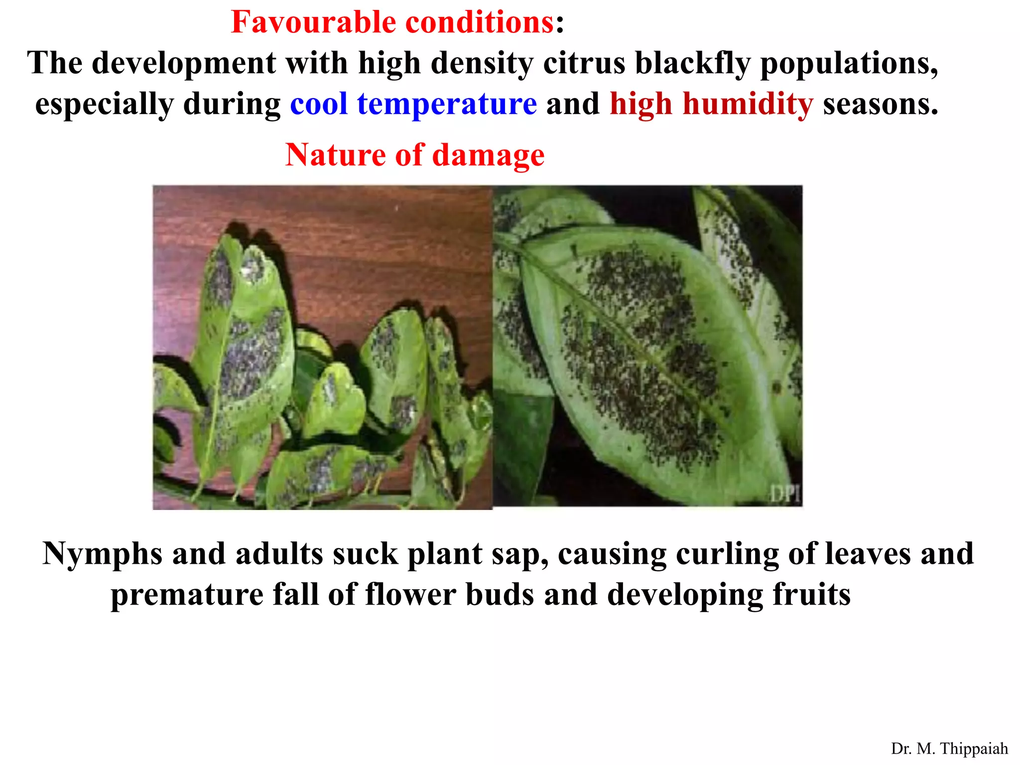 Insect pests of citrus and their control | PDF