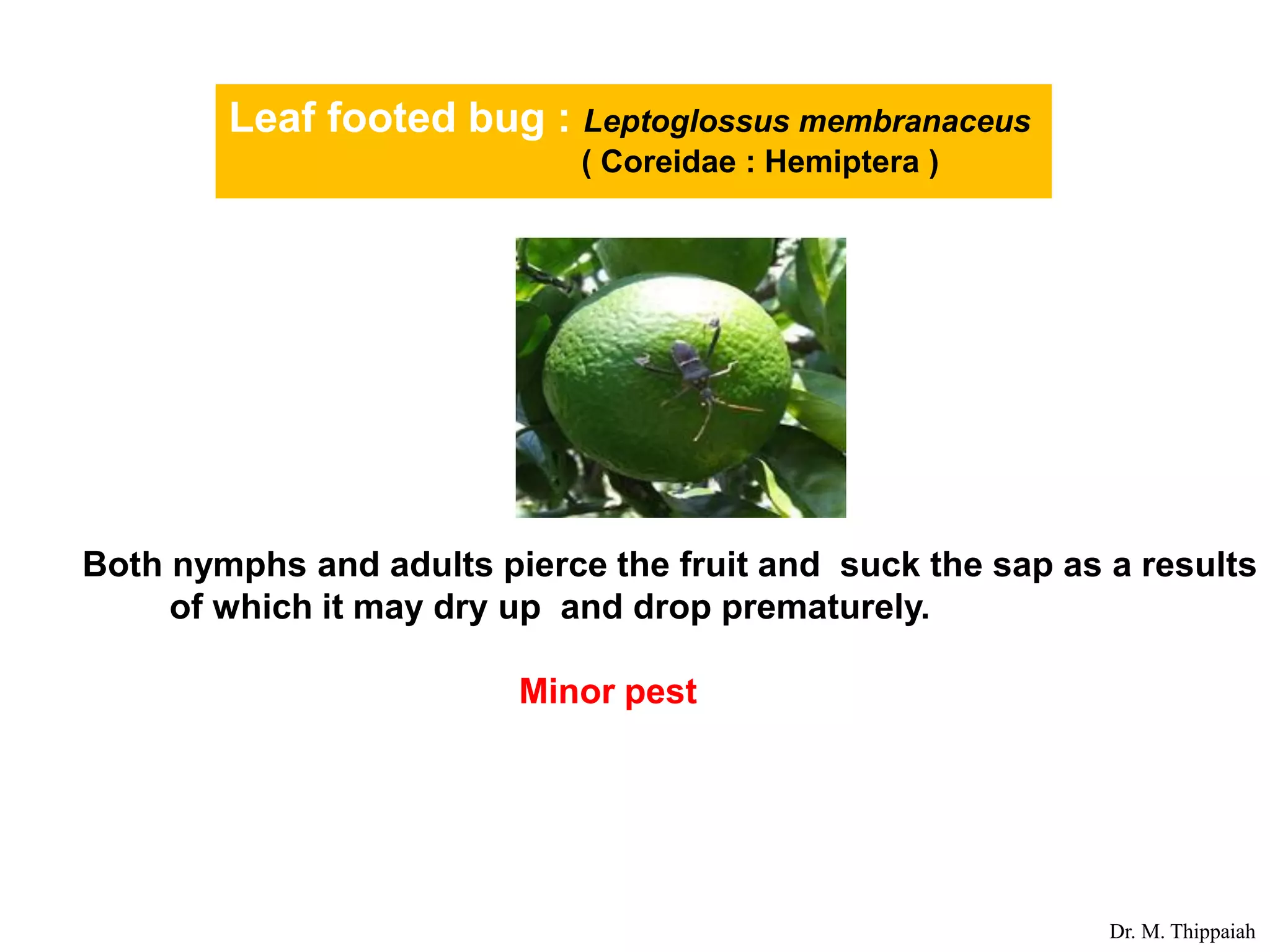 Insect pests of citrus and their control | PDF
