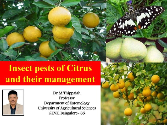 Insect pests of citrus and their control | PDF
