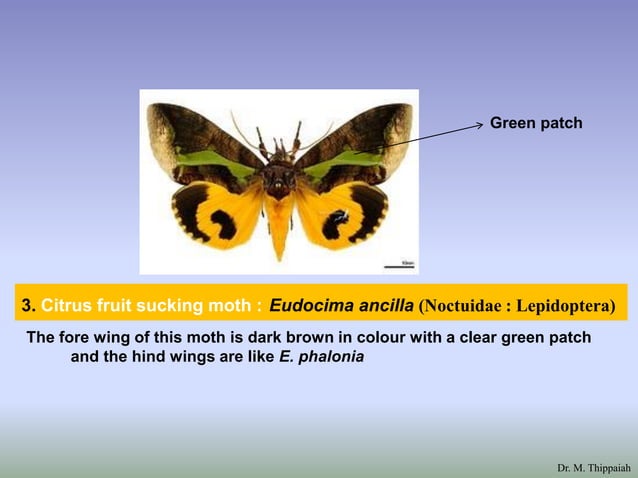 Insect pests of citrus and their control | PDF