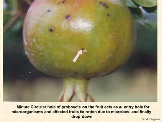 Insect pests of citrus and their control | PDF