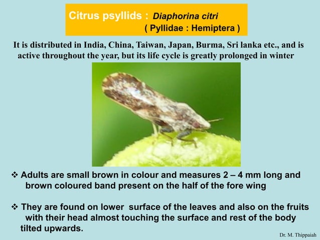 Insect pests of citrus and their control | PDF