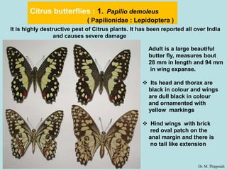 Insect pests of citrus and their control | PDF