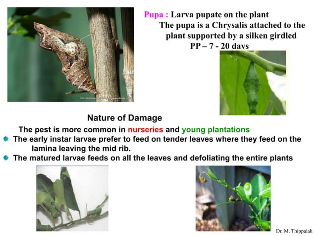 Insect pests of citrus and their control | PDF