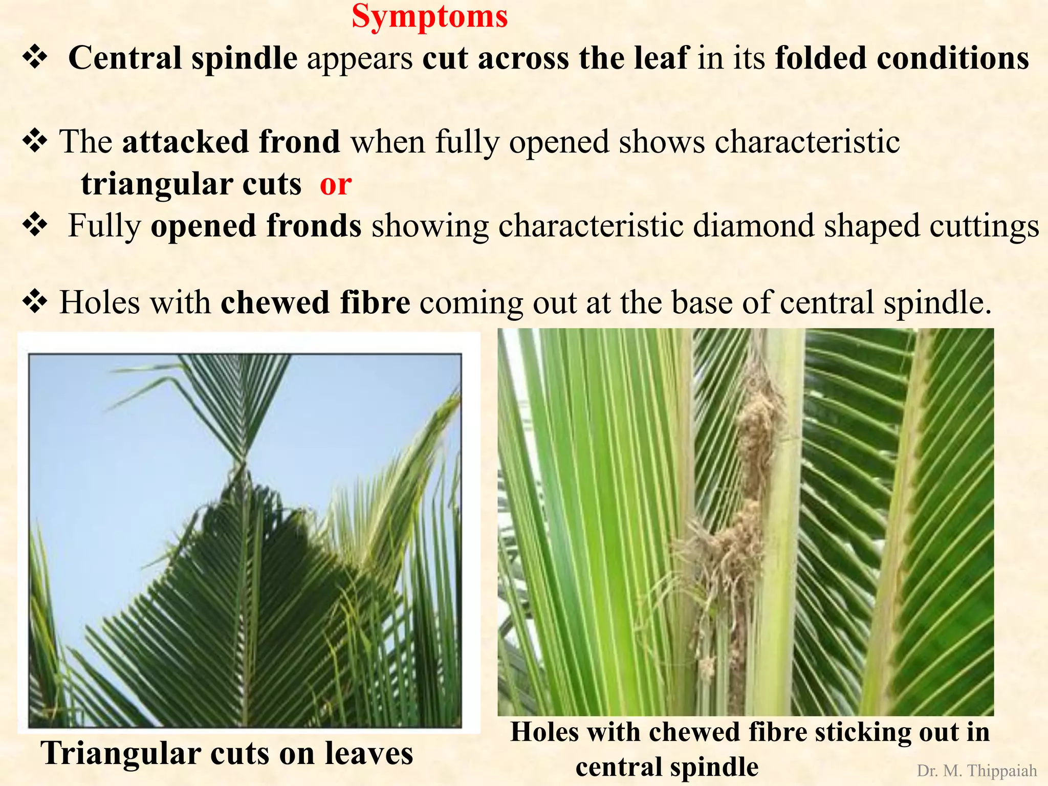 Insect pests of Cococnut | PDF