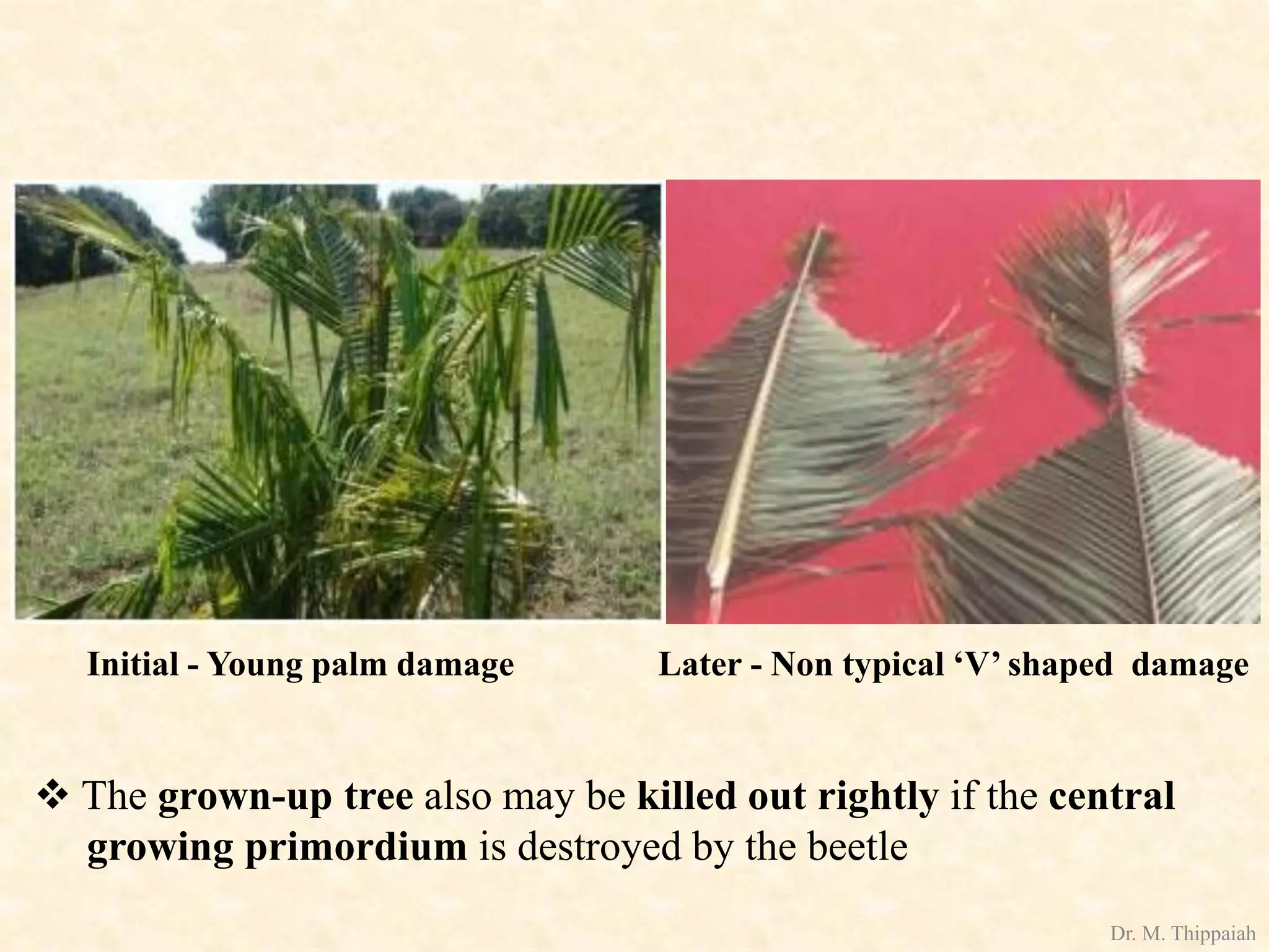 Insect pests of Cococnut | PDF