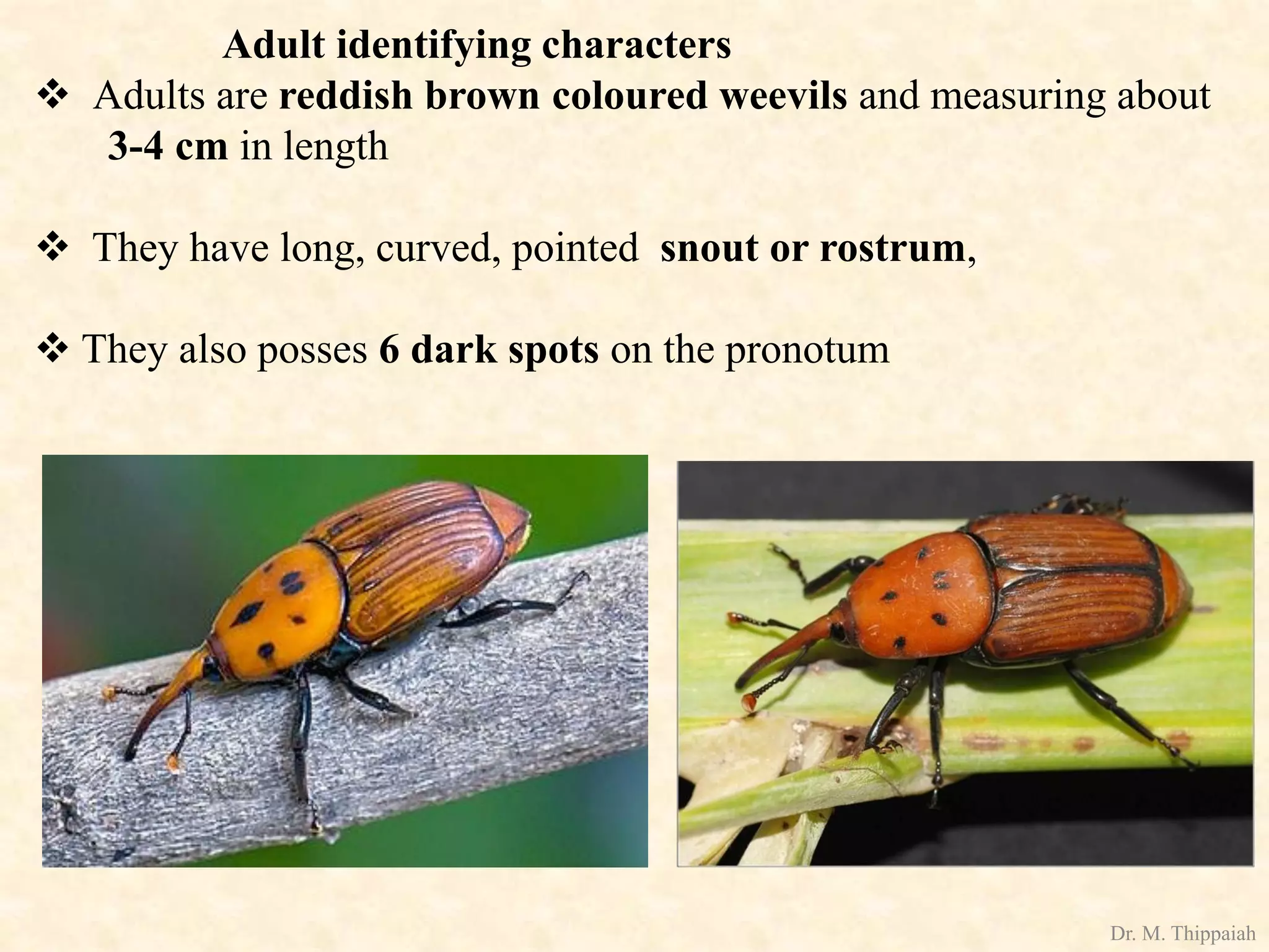 Insect pests of Cococnut | PDF