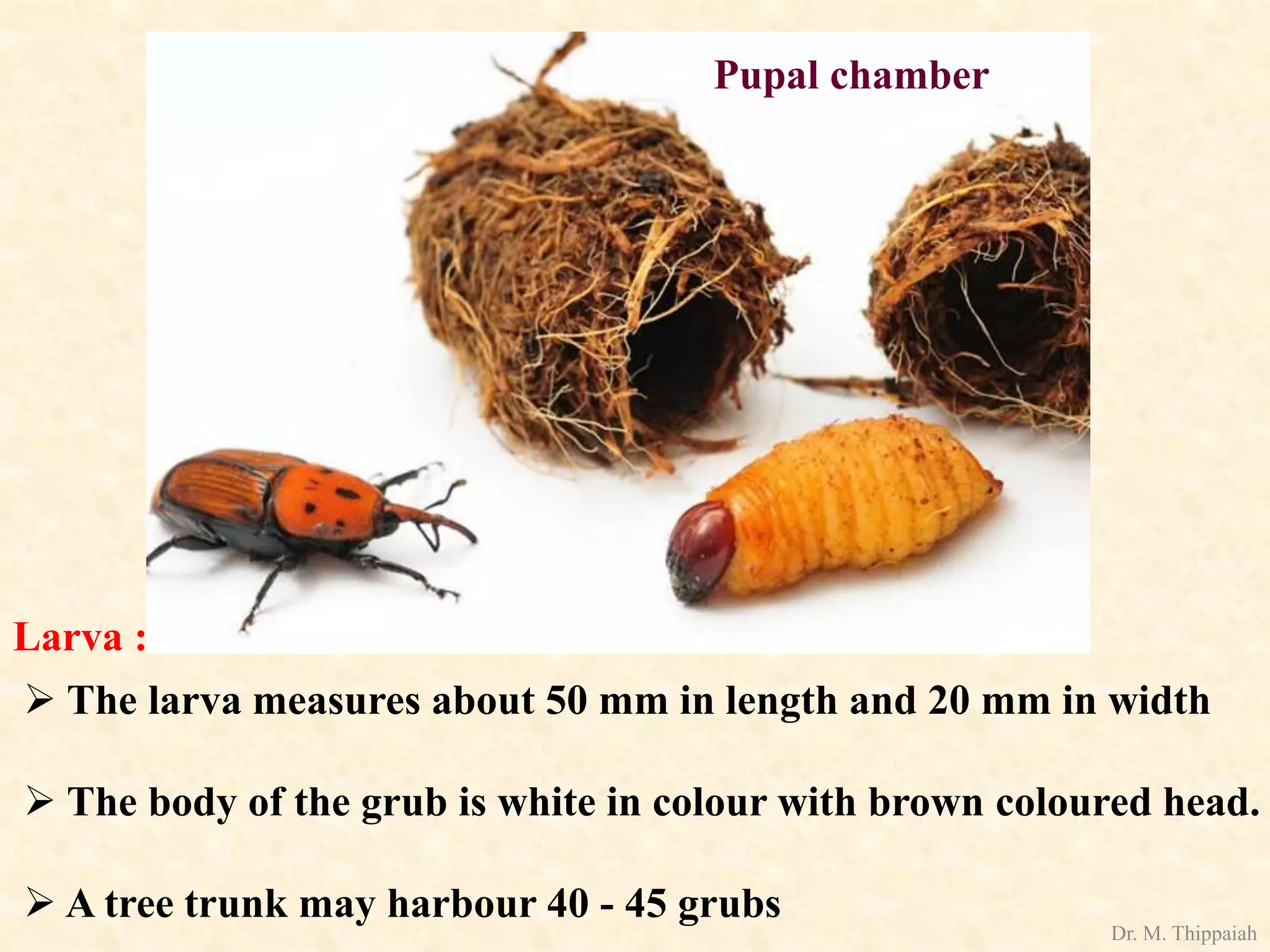 Insect pests of Cococnut | PDF