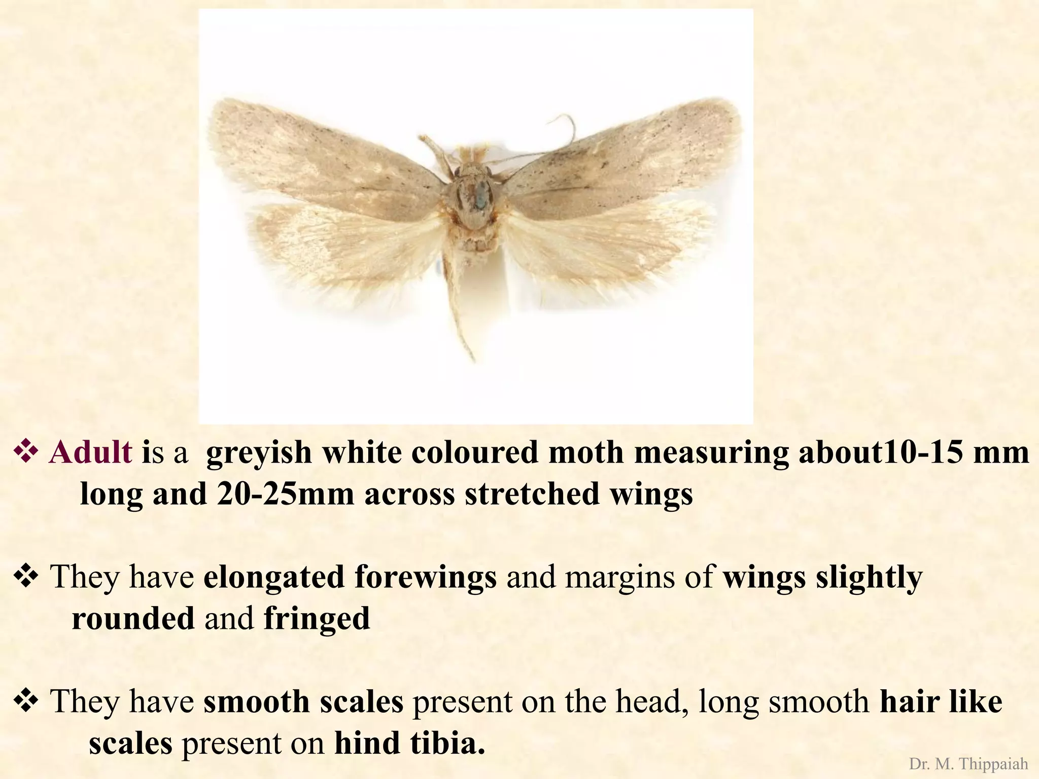 Insect pests of Cococnut | PDF