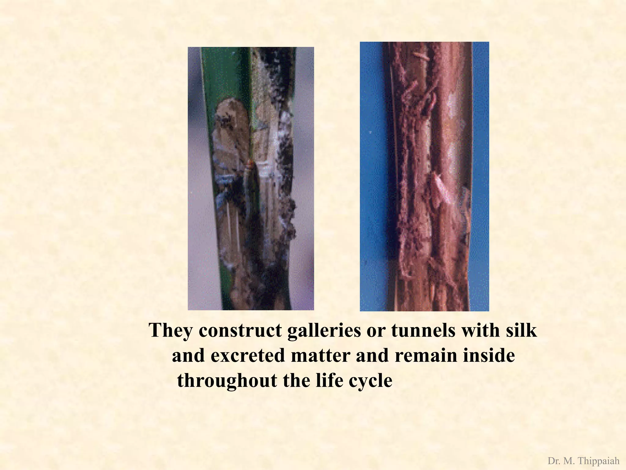 Insect pests of Cococnut | PDF