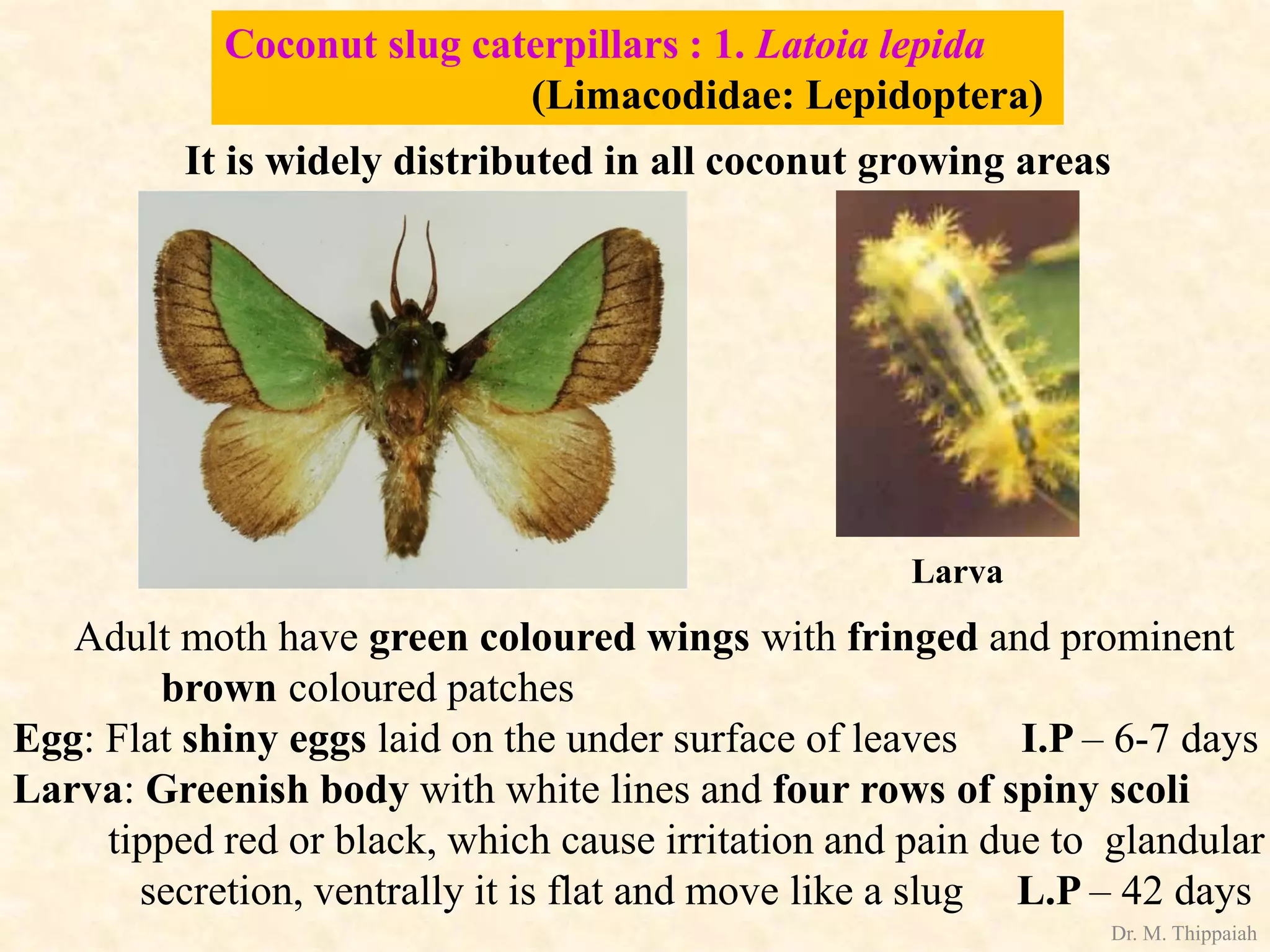 Insect pests of Cococnut | PDF