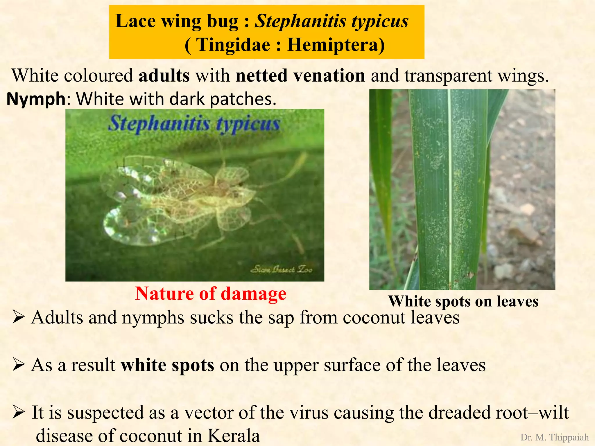 Insect pests of Cococnut | PDF