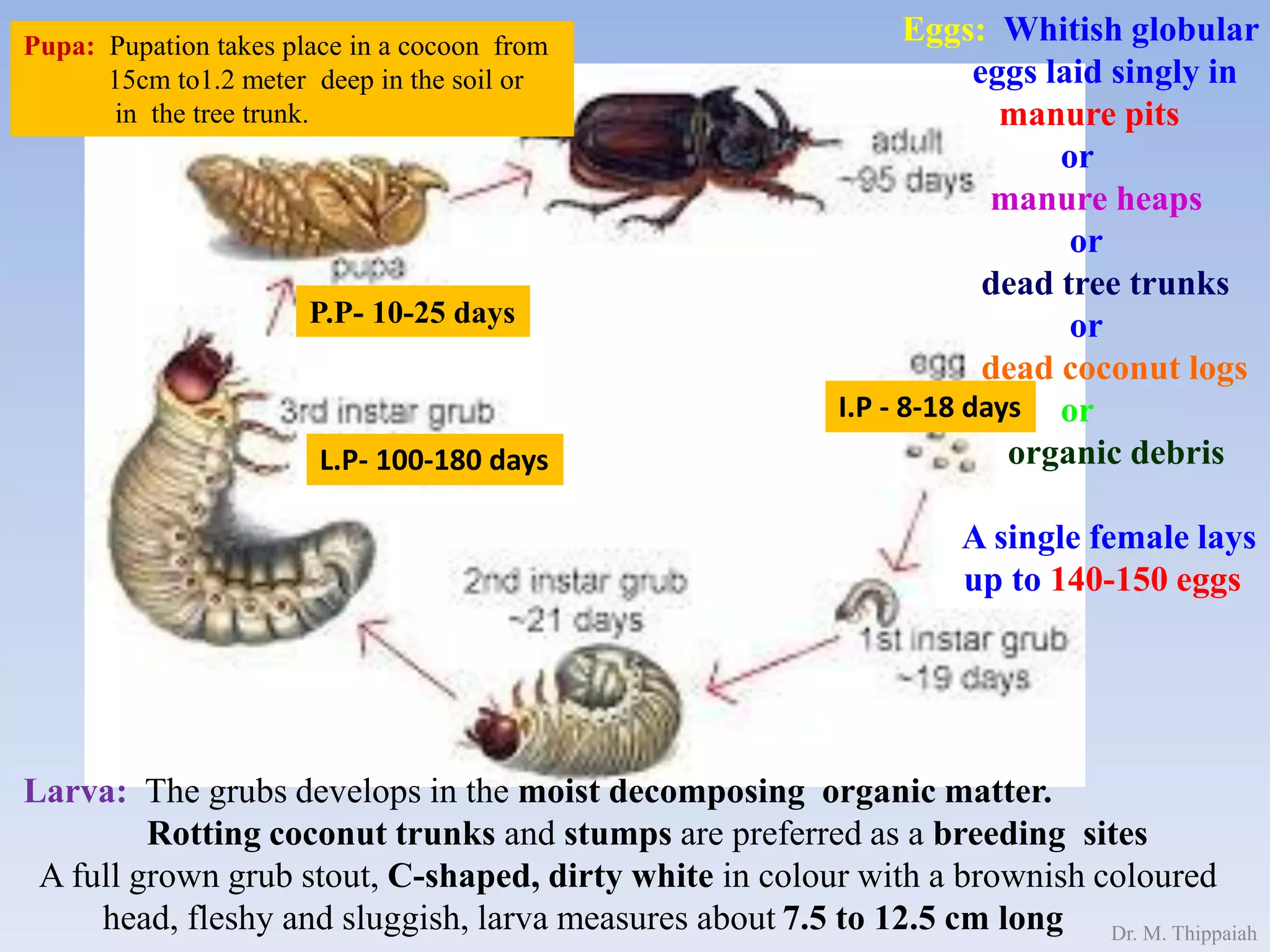 Insect pests of Cococnut | PDF