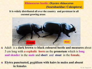 Insect pests of Cococnut | PDF