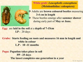 Insect pests of Cococnut | PDF
