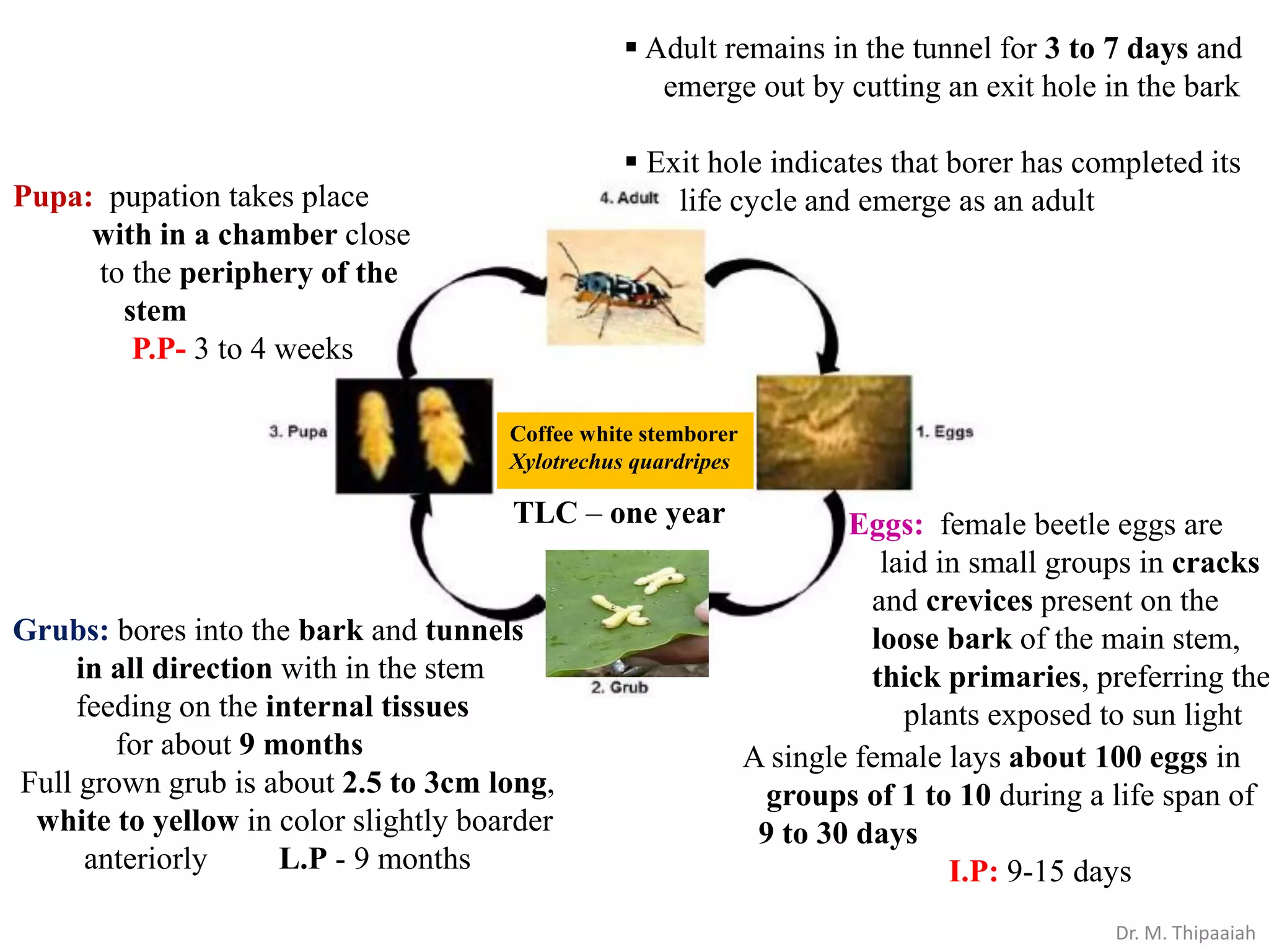 Insect pests of coffee | PDF