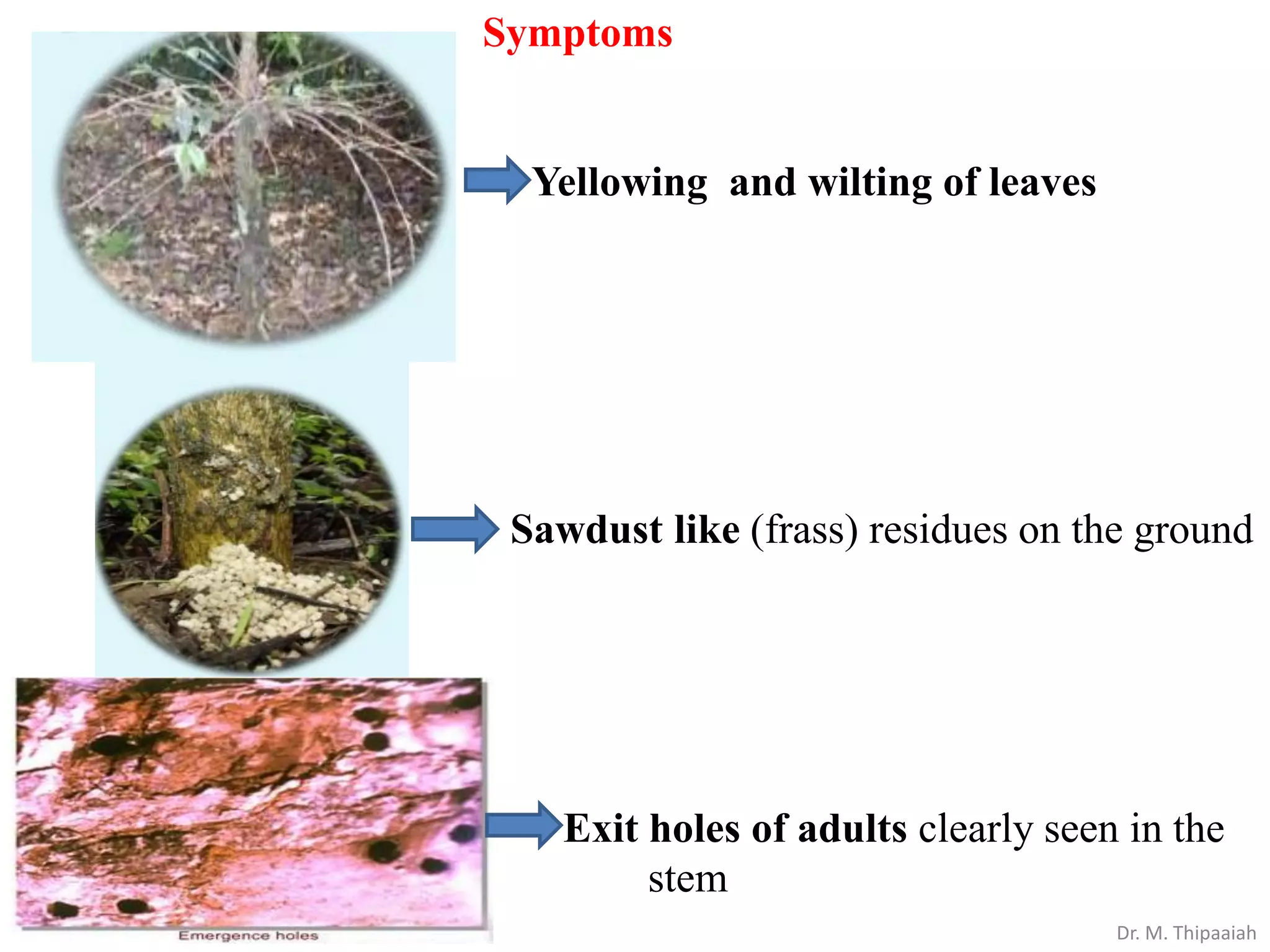 Insect pests of coffee | PDF