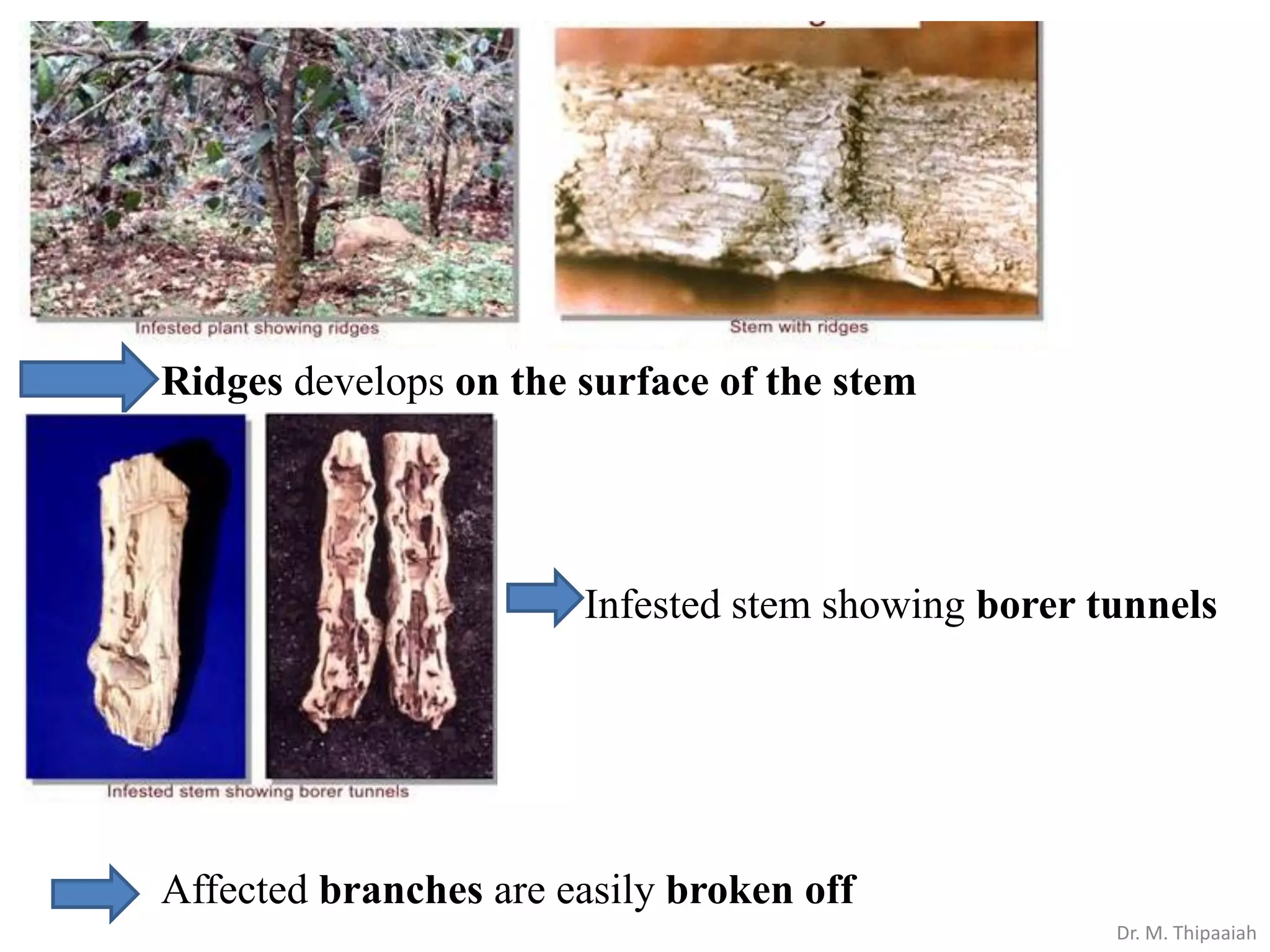 Insect pests of coffee | PDF