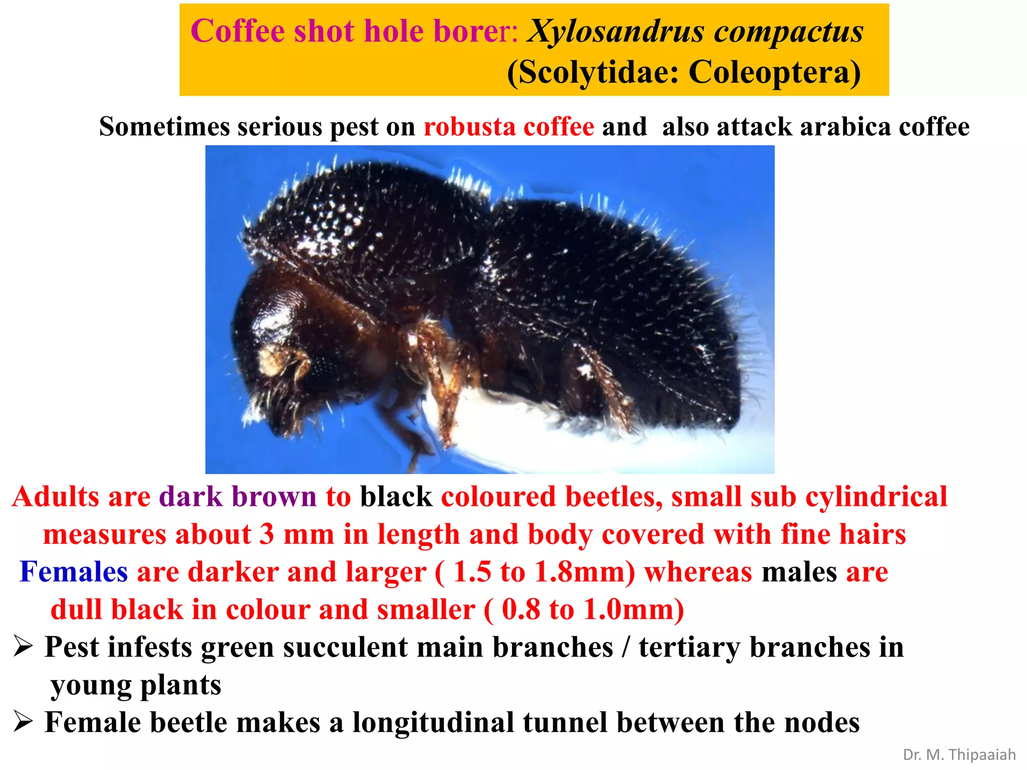 Insect pests of coffee | PDF