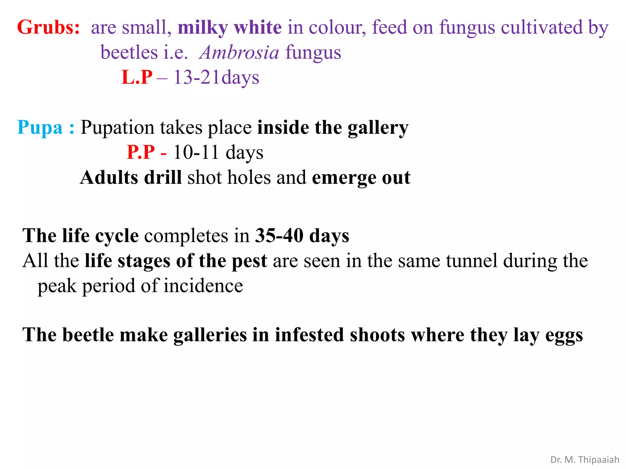 Insect pests of coffee | PDF