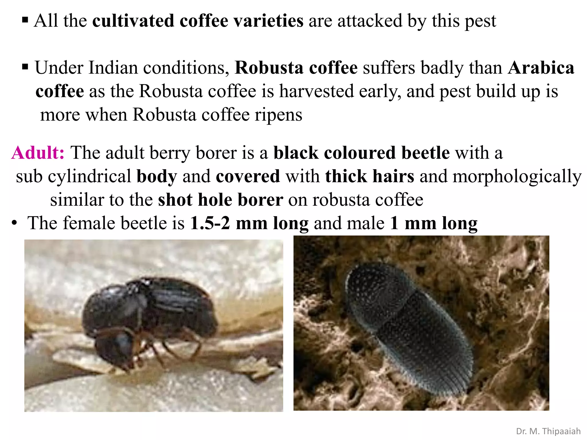 Insect pests of coffee | PDF