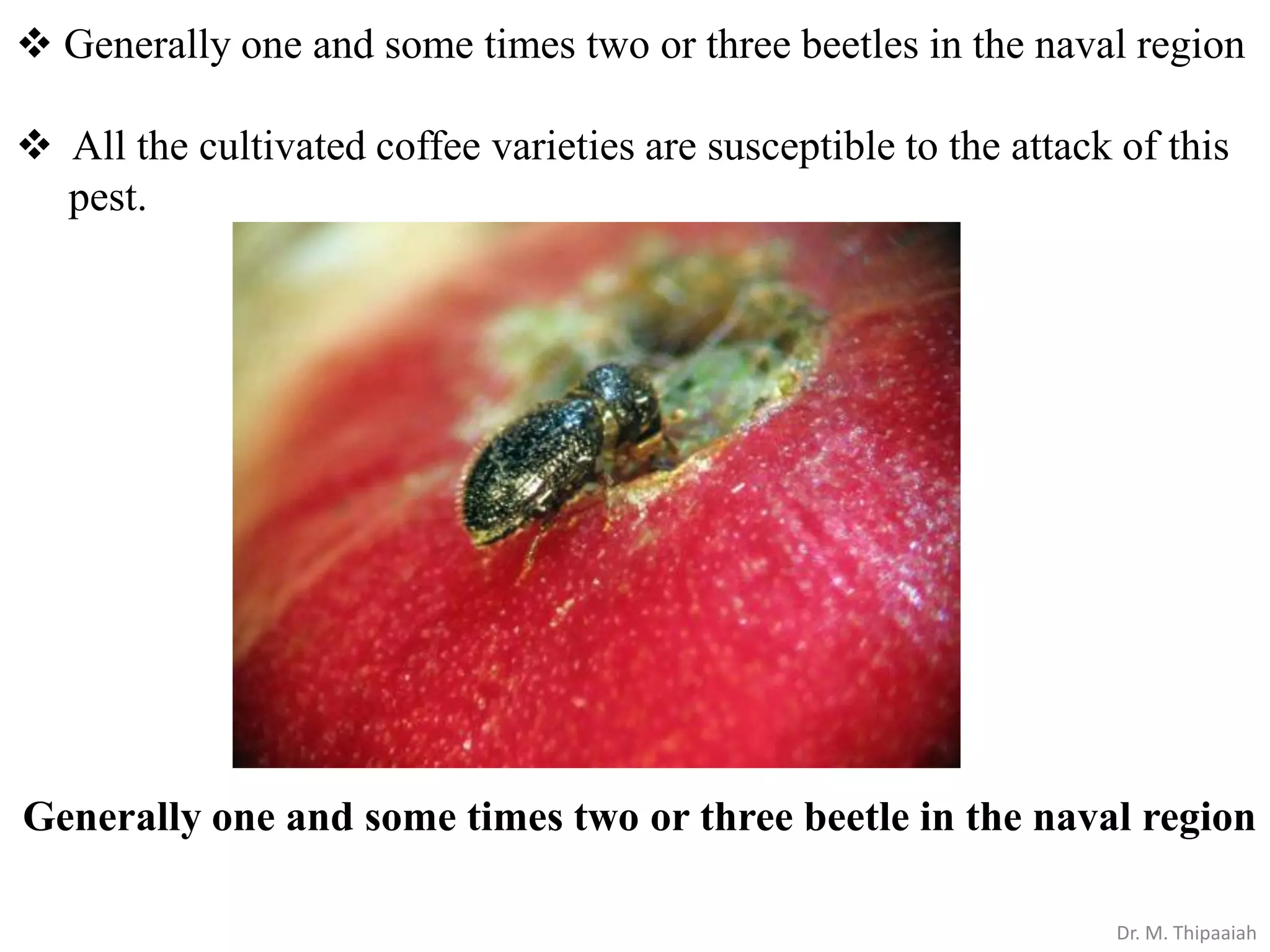 Insect pests of coffee | PDF