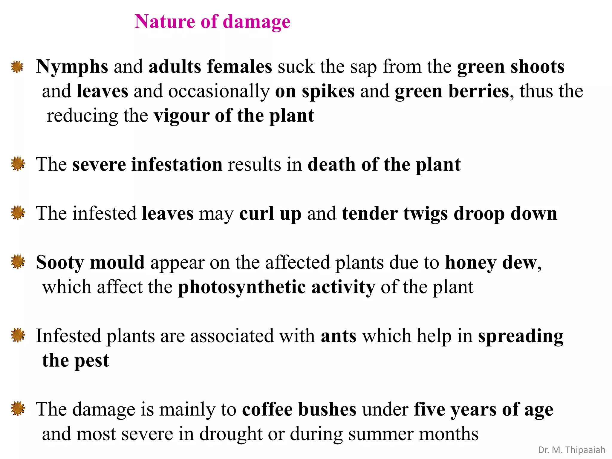 Insect pests of coffee | PDF