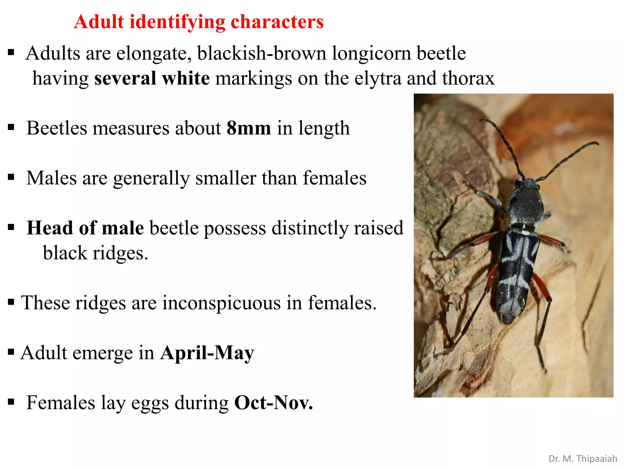 Insect pests of coffee | PDF