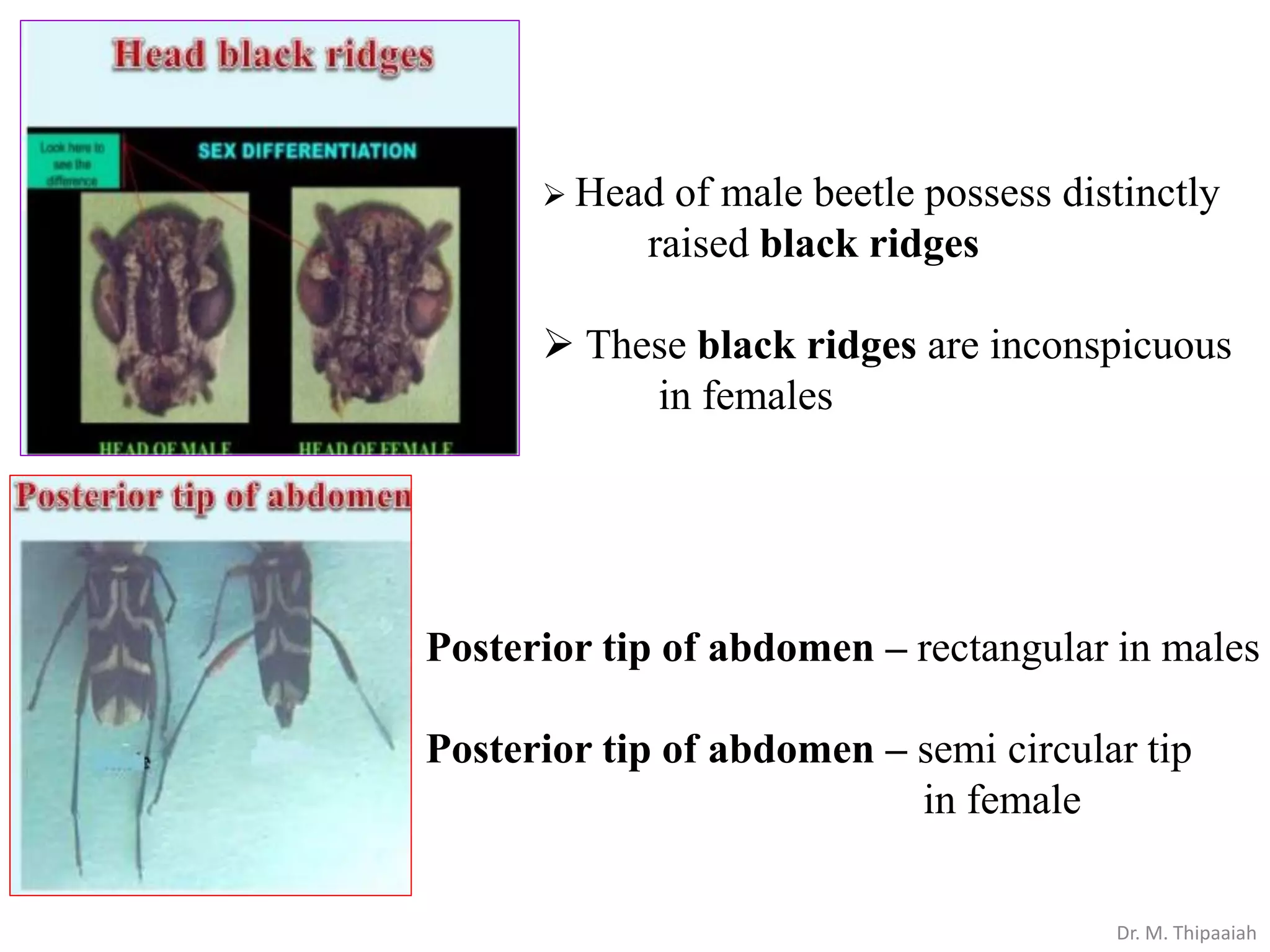Insect pests of coffee | PDF