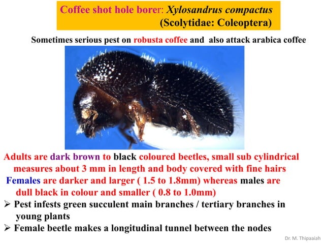 Insect pests of coffee | PDF | Gardening | Home & Garden