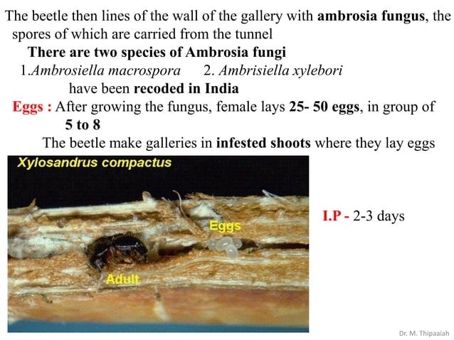 Insect pests of coffee | PDF | Gardening | Home & Garden