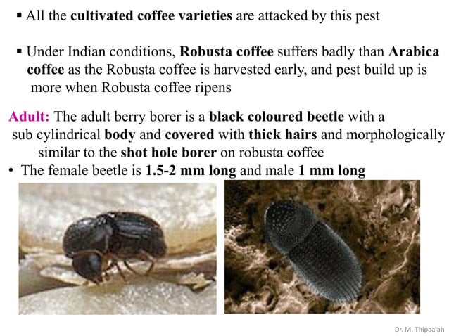 Insect pests of coffee | PDF | Gardening | Home & Garden