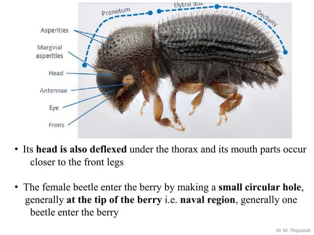 Insect pests of coffee | PPT