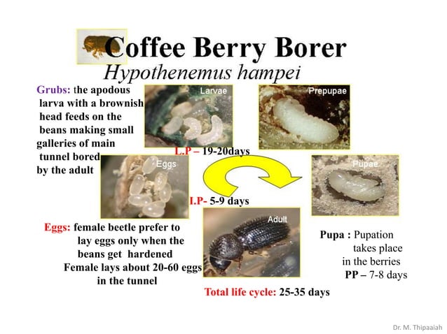 Insect pests of coffee | PDF | Gardening | Home & Garden