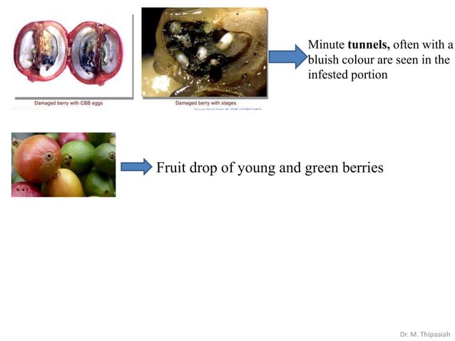 Insect pests of coffee | PPT