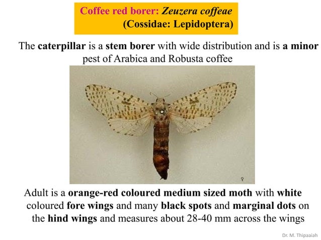Insect pests of coffee | PPT