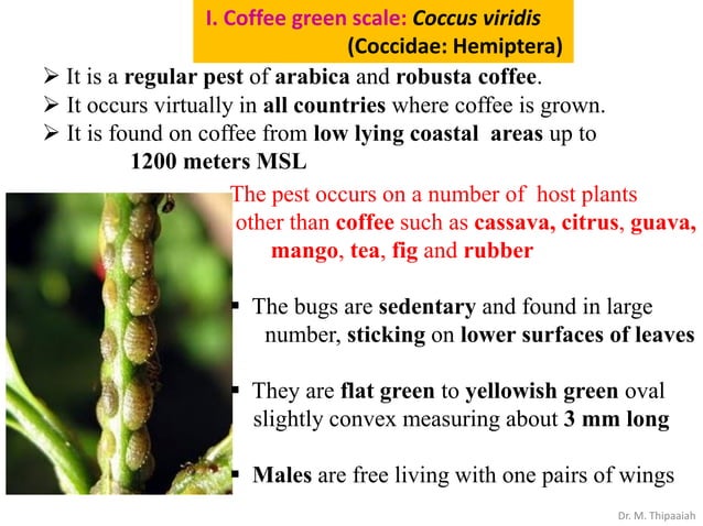 Insect pests of coffee | PDF | Gardening | Home & Garden