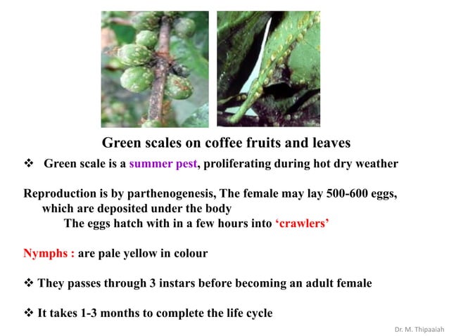 Insect pests of coffee | PDF | Gardening | Home & Garden